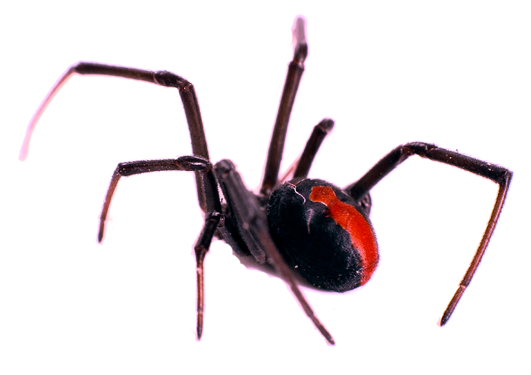 Keen2Kill Pest Control - Keen2Kill Pest Control